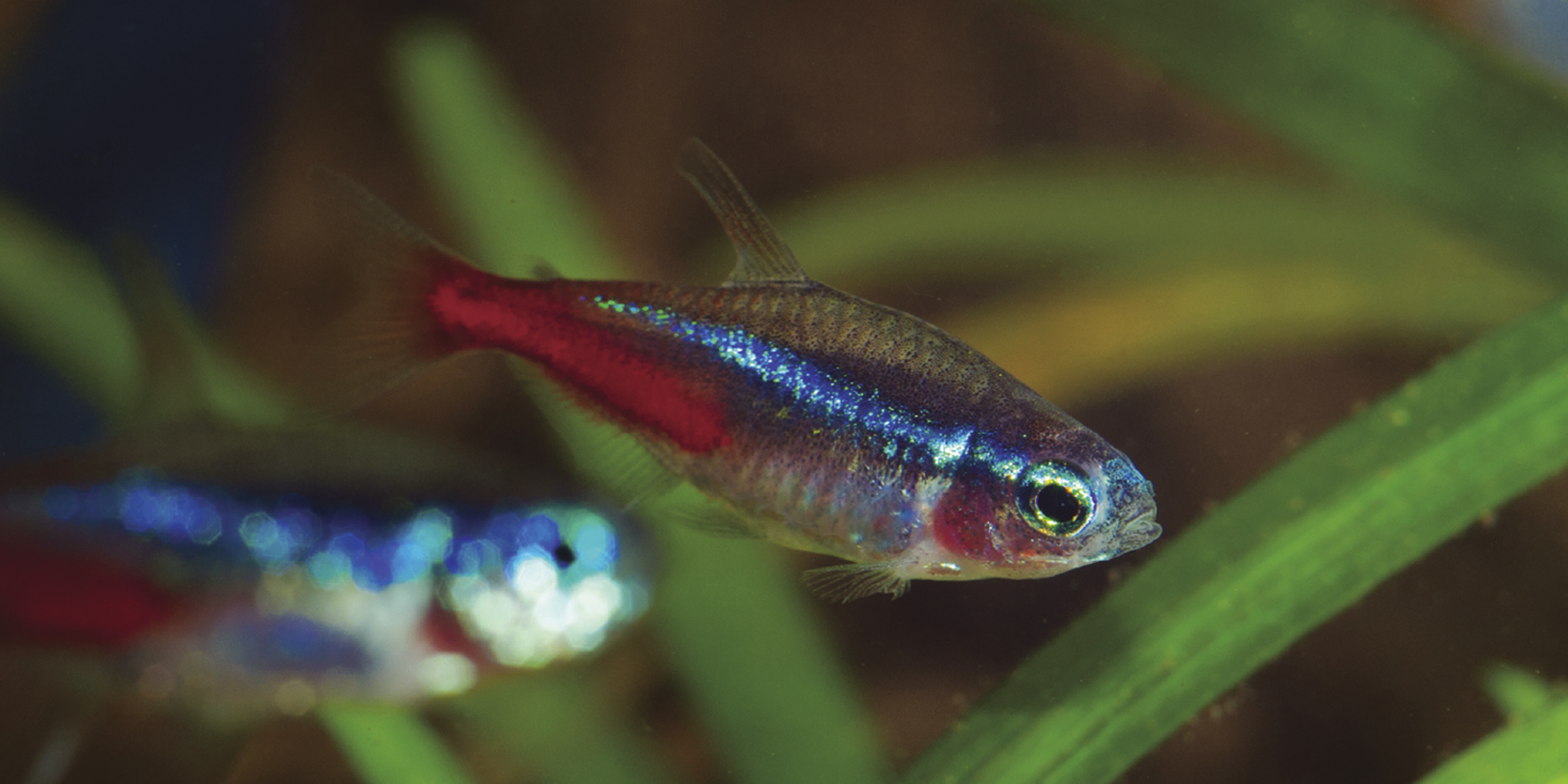 Pic of the week: tetra fish • The Medical Republic